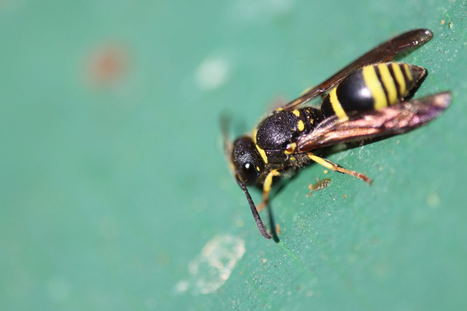 Nature, Birds and Wildlife | 5 Types of Insects to Watch Out For in ...