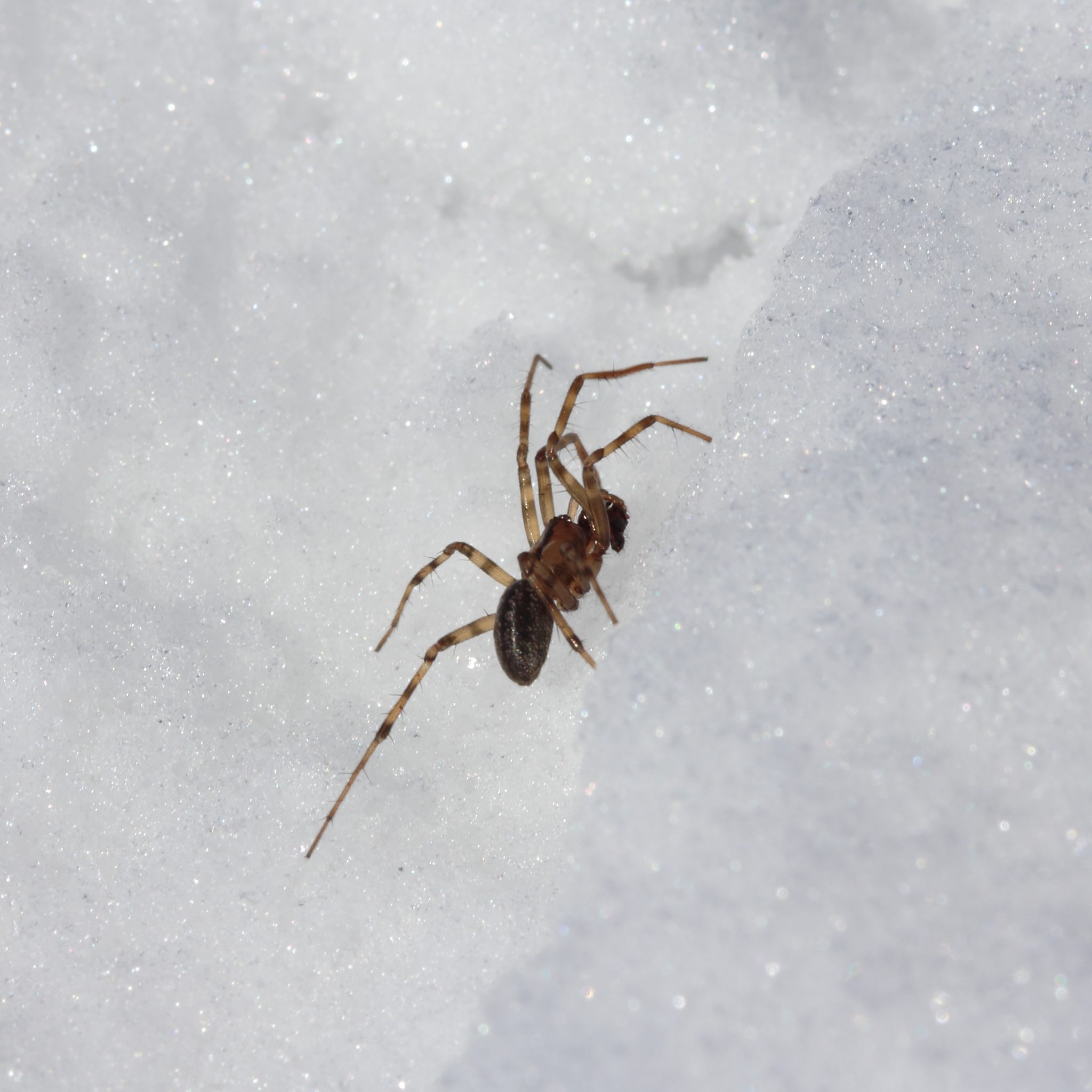 Nature, Birds and Wildlife | Where are the bugs in winter?