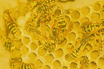 Insect infestation in Gatineau Ottawa | BW Nature Control