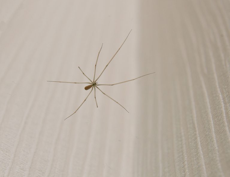 Nature, Birds and Wildlife | What types of spiders can be found in our ...