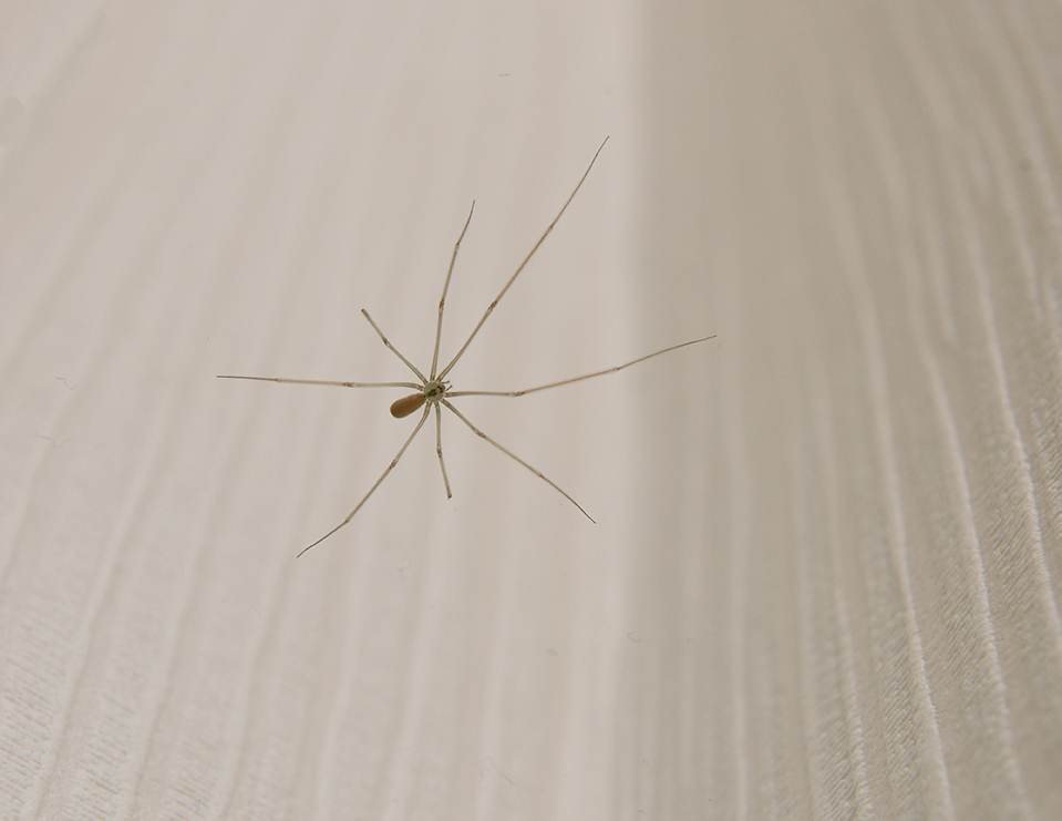 Nature, Birds and Wildlife | What types of spiders can be found in our ...