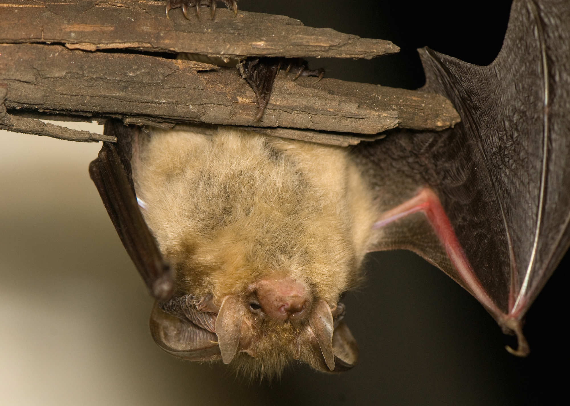 Nature, Birds and Wildlife | How to safely remove an infiltrated bat ...