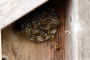 Nature, Birds and Wildlife | Wasp and Hornet Season: Safety Tips and ...