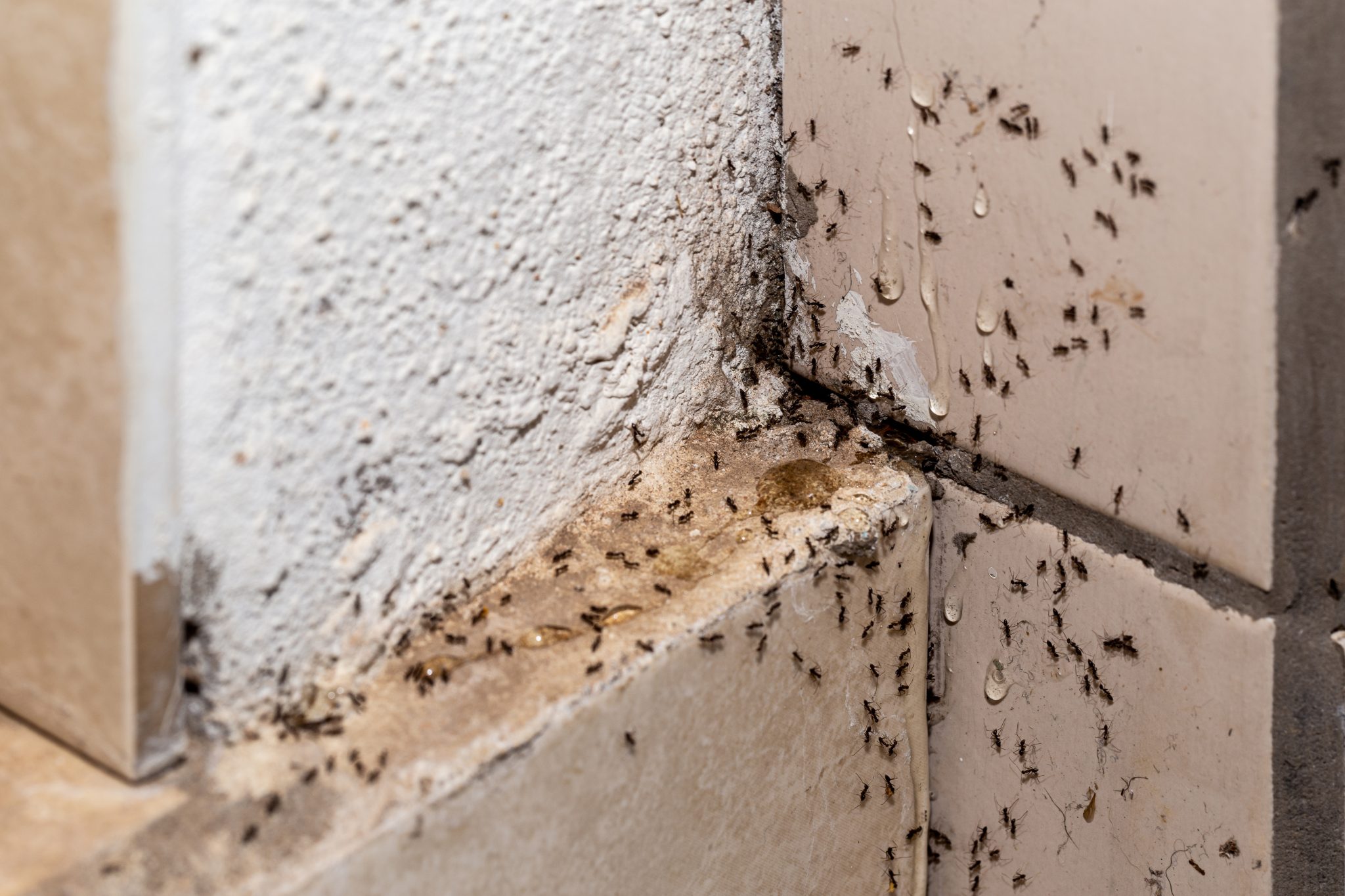Nature, Birds and Wildlife | Prévenir les infestations estivales ...