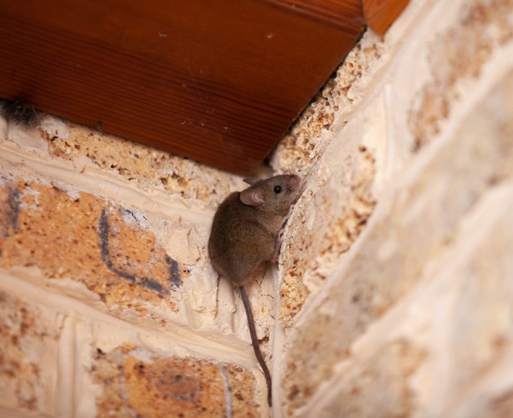 Nature, Birds and Wildlife | The benefits of a year-round pest ...