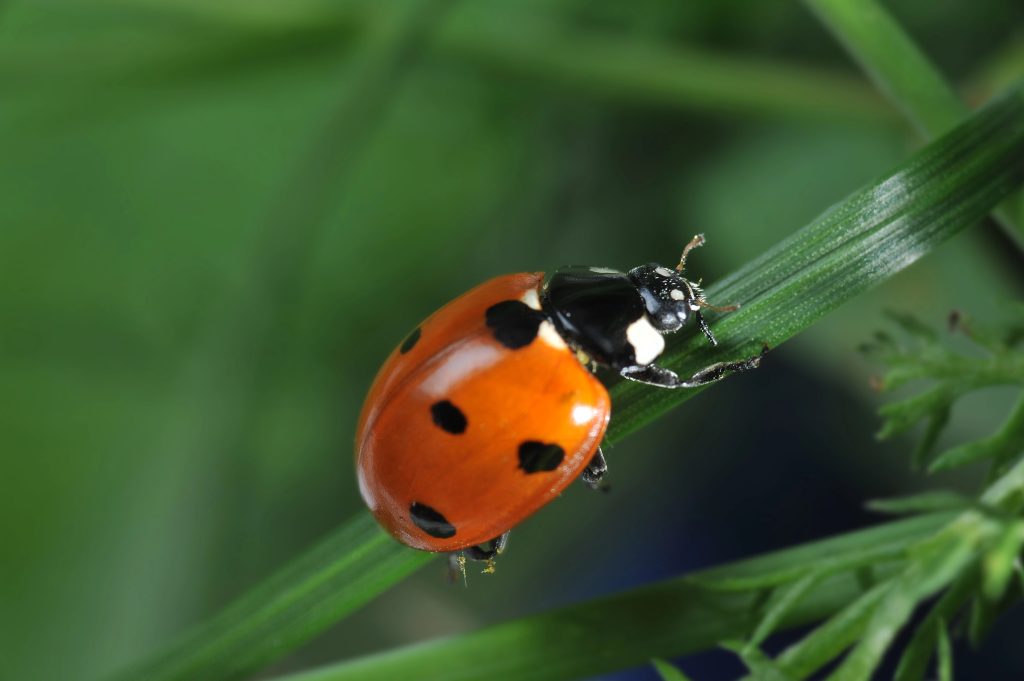 Nature, Birds and Wildlife | Ladybug Infestation: Why They Invade Your ...