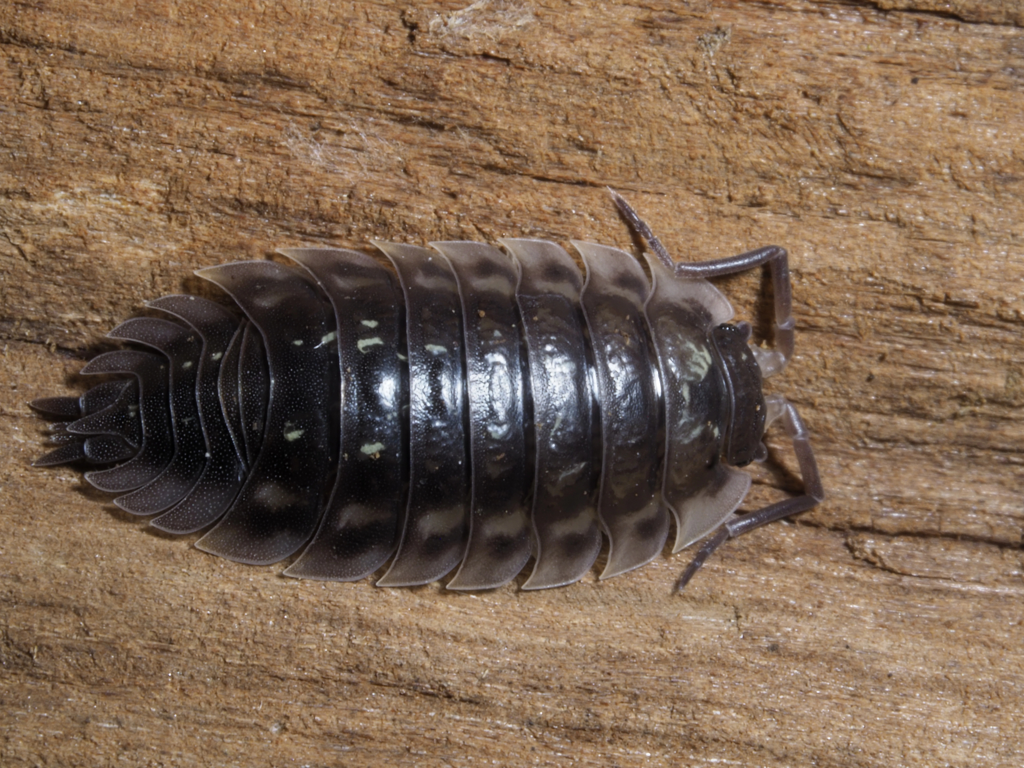 Nature, Birds and Wildlife | Winter Insects: Understanding Their ...